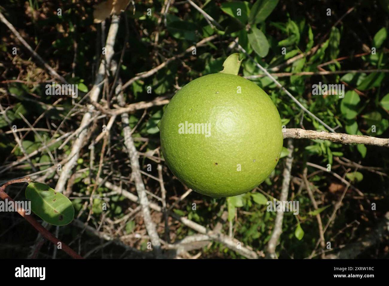 Spiny monkey orange (Strychnos spinosa) Plantae Stock Photo - Alamy