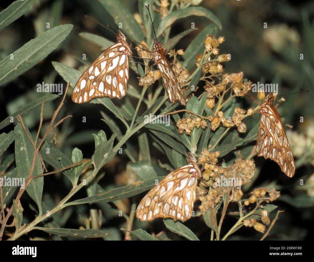 Mexican Silverspot (Dione moneta) Insecta Stock Photo - Alamy