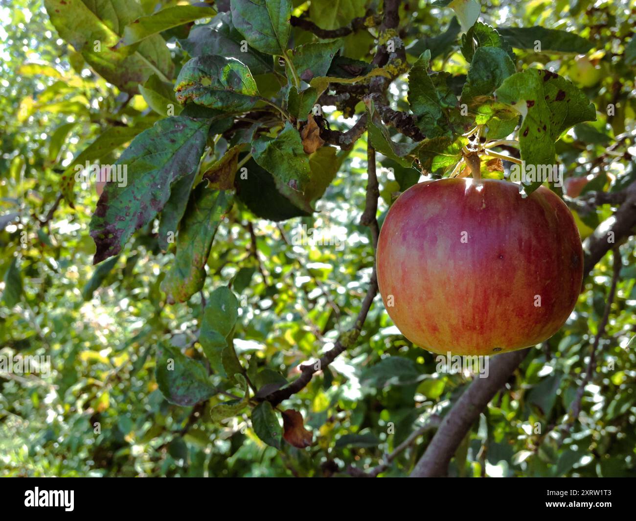 A red apple hanging from a tree. The apple is ripe and ready to be ...