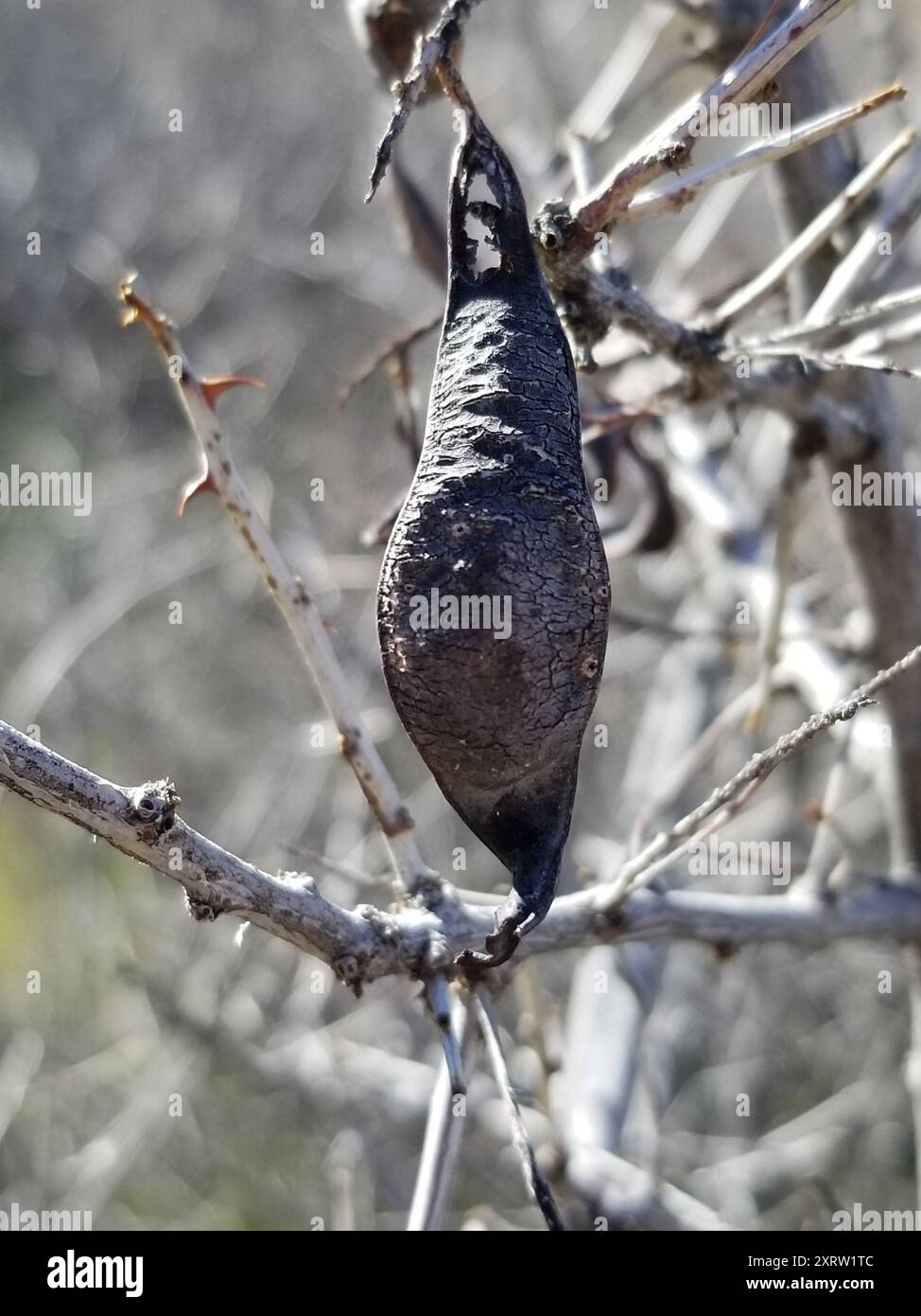 Catclaw Acacia (Senegalia greggii) Plantae Stock Photo - Alamy