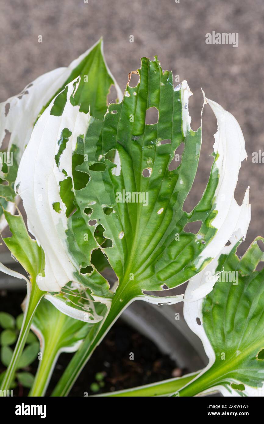 Hosta plant with holes in the leaves caused by slugs Stock Photo - Alamy