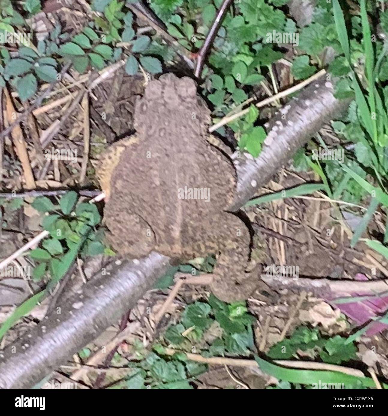 American Toad (Anaxyrus americanus) Amphibia Stock Photo - Alamy