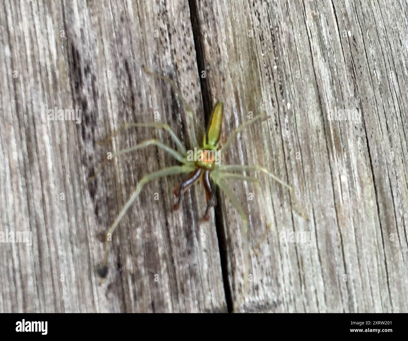 Translucent Green Jumping Spiders (Lyssomanes) Arachnida Stock Photo ...