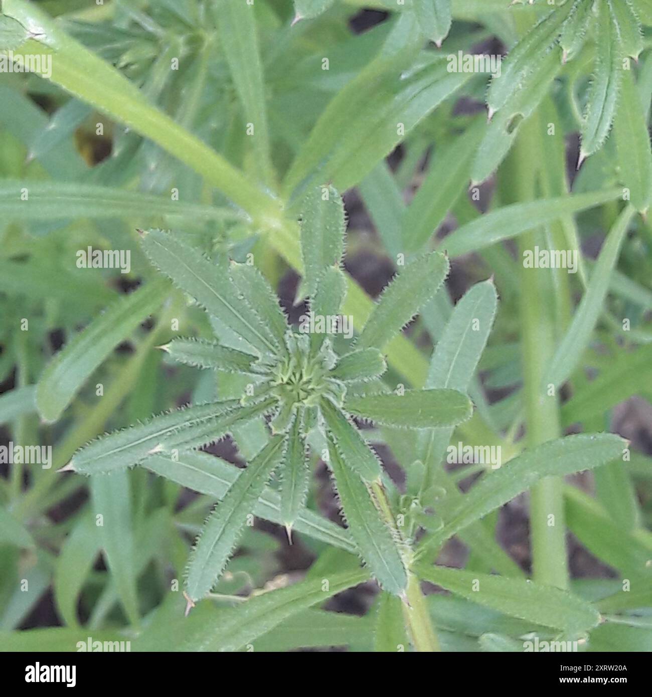 catchweed bedstraw (Galium aparine) Plantae Stock Photo - Alamy