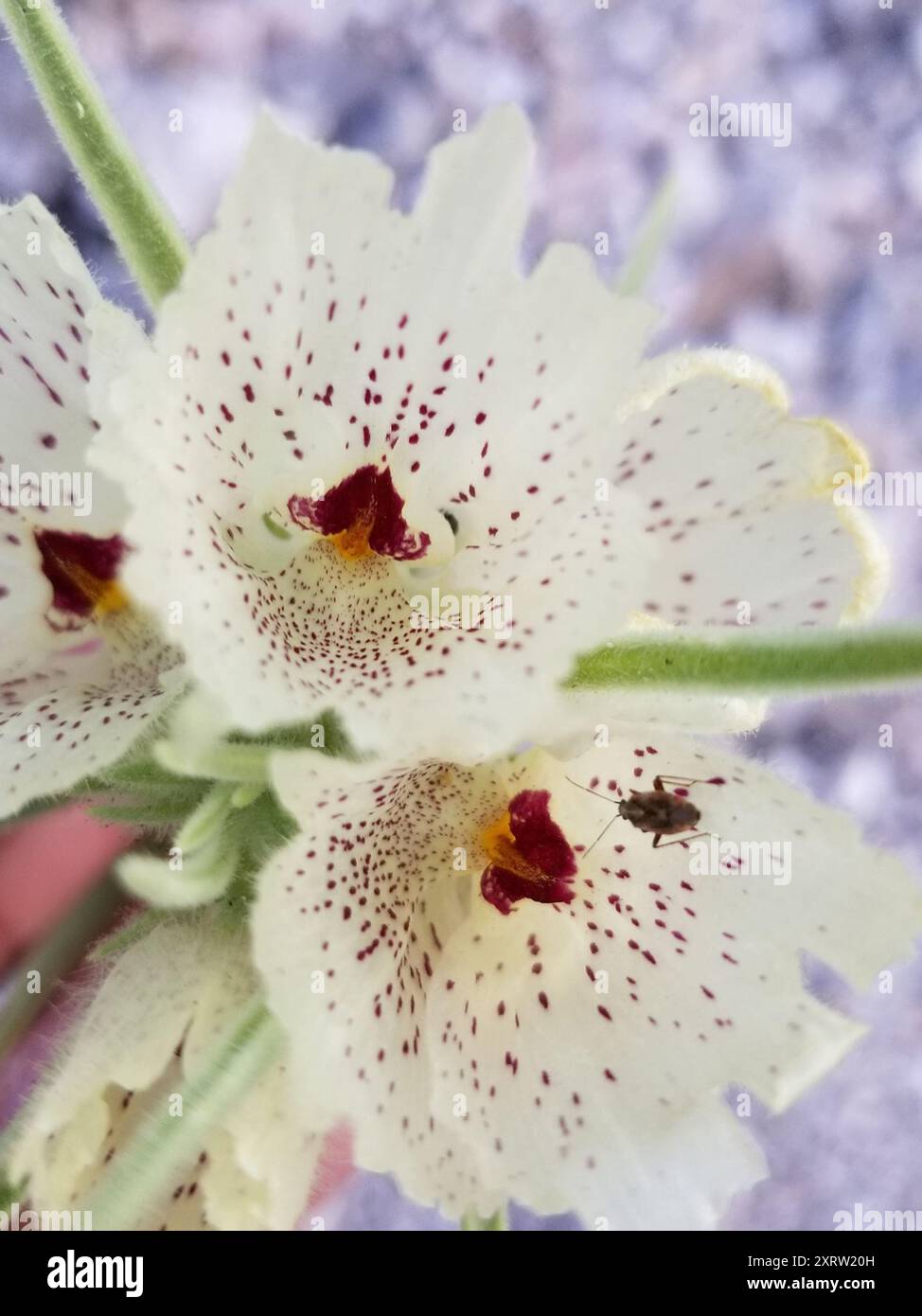 ghost flower (Mohavea confertiflora) Plantae Stock Photo - Alamy