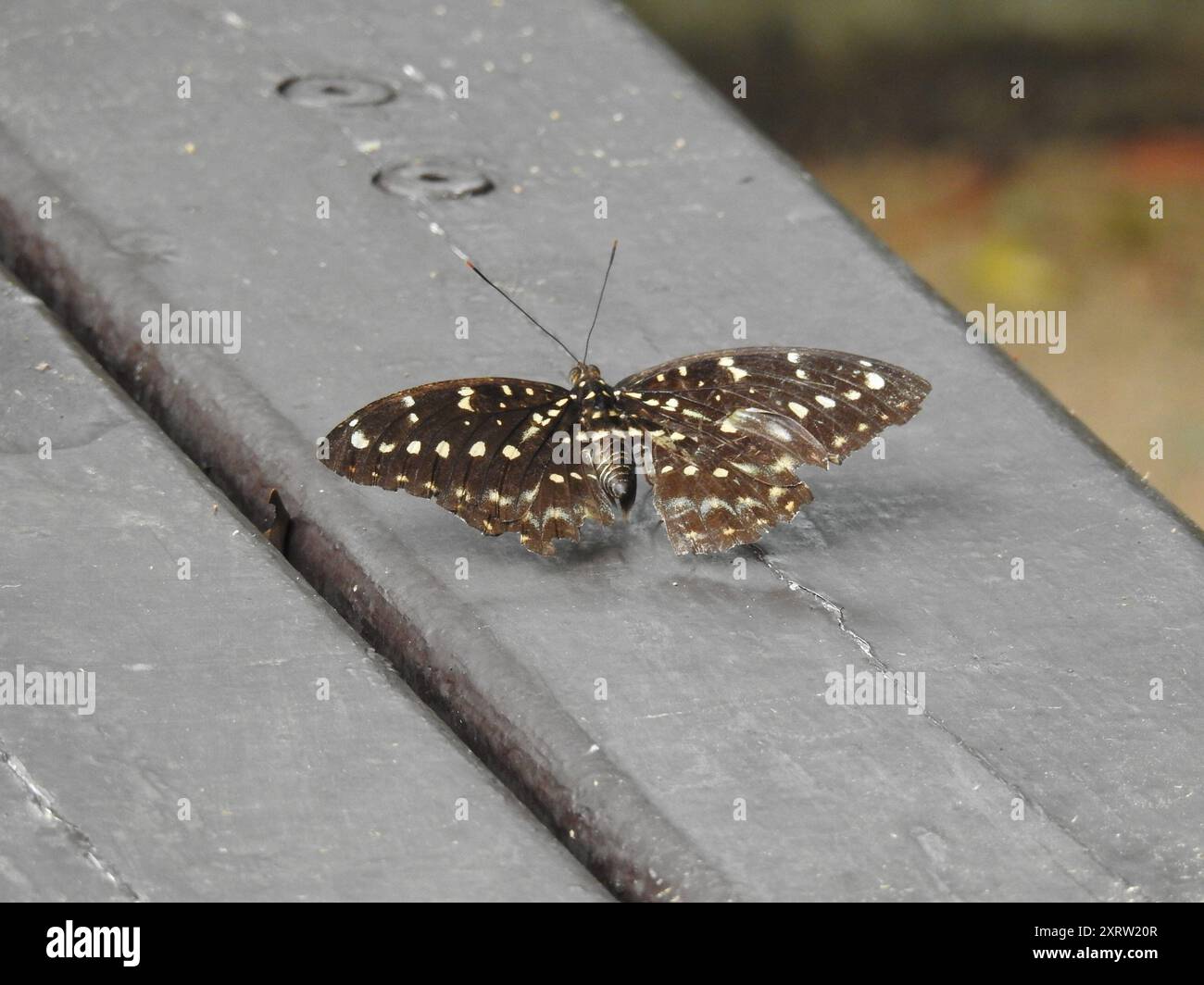 Common Archduke (Lexias pardalis) Insecta Stock Photo - Alamy