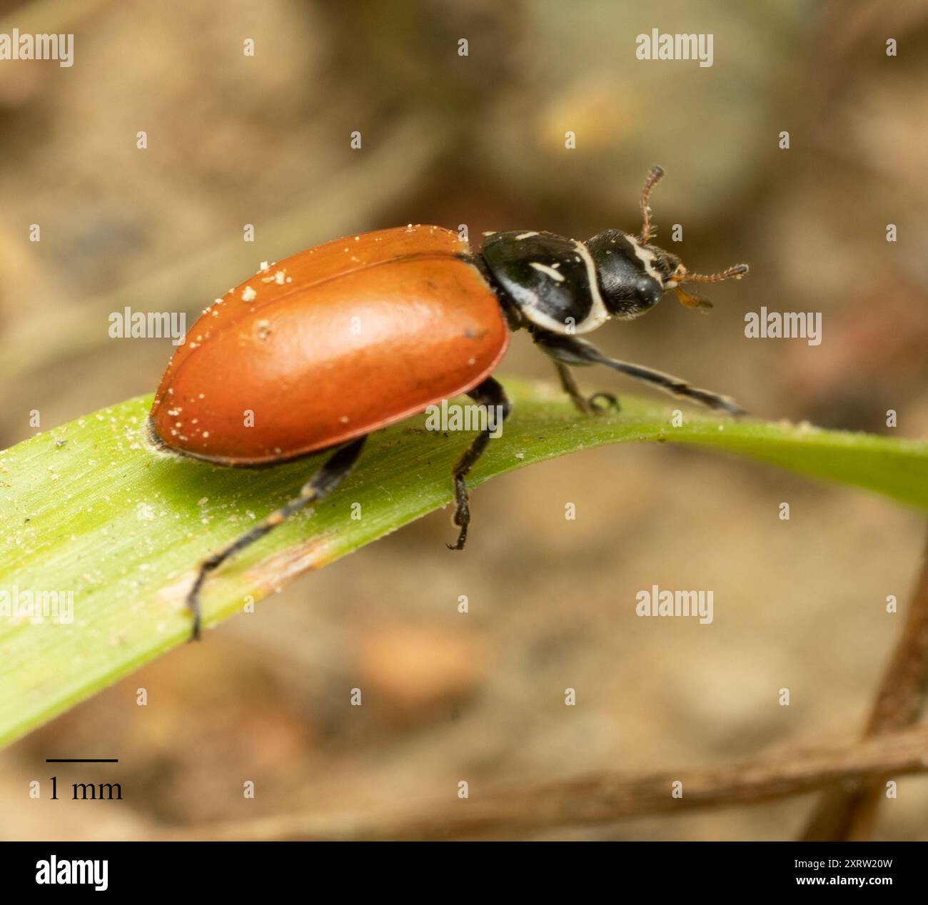 Convergent Lady Beetle (Hippodamia convergens) Insecta Stock Photo - Alamy