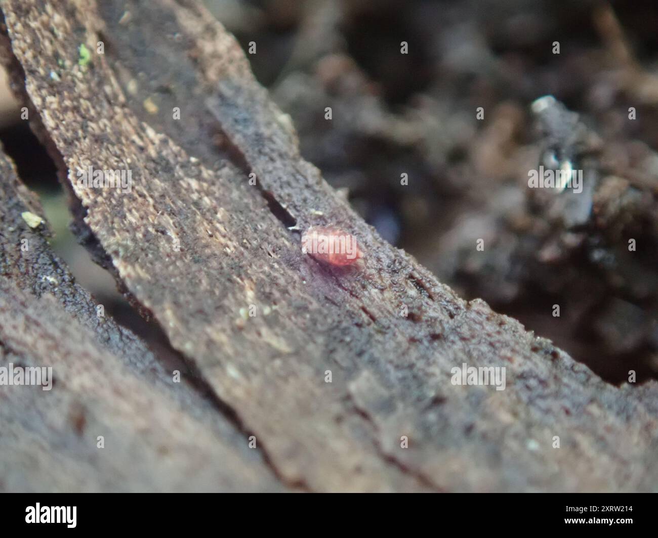 True Hoppers (Auchenorrhyncha) Insecta Stock Photo - Alamy