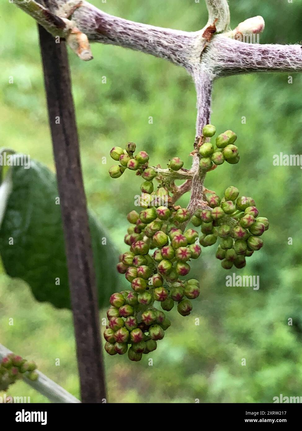 mustang grape (Vitis mustangensis) Plantae Stock Photo - Alamy