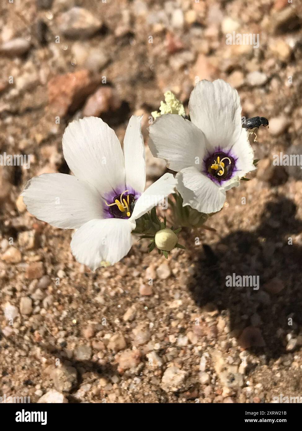 sandblossom (Linanthus parryae) Plantae Stock Photo - Alamy