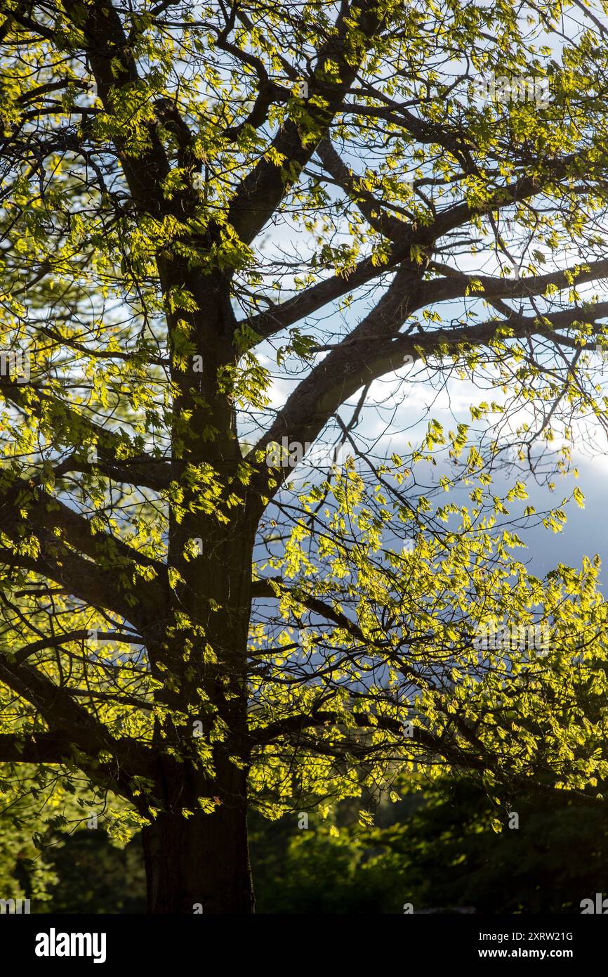A large tree in silhouette backlit by the setting sun with bright green ...