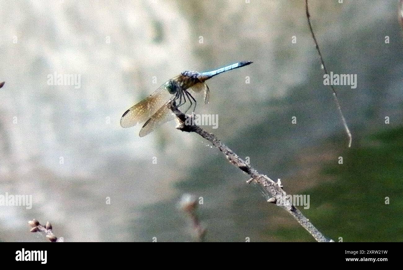 Blue Dasher (Pachydiplax longipennis) Insecta Stock Photo - Alamy