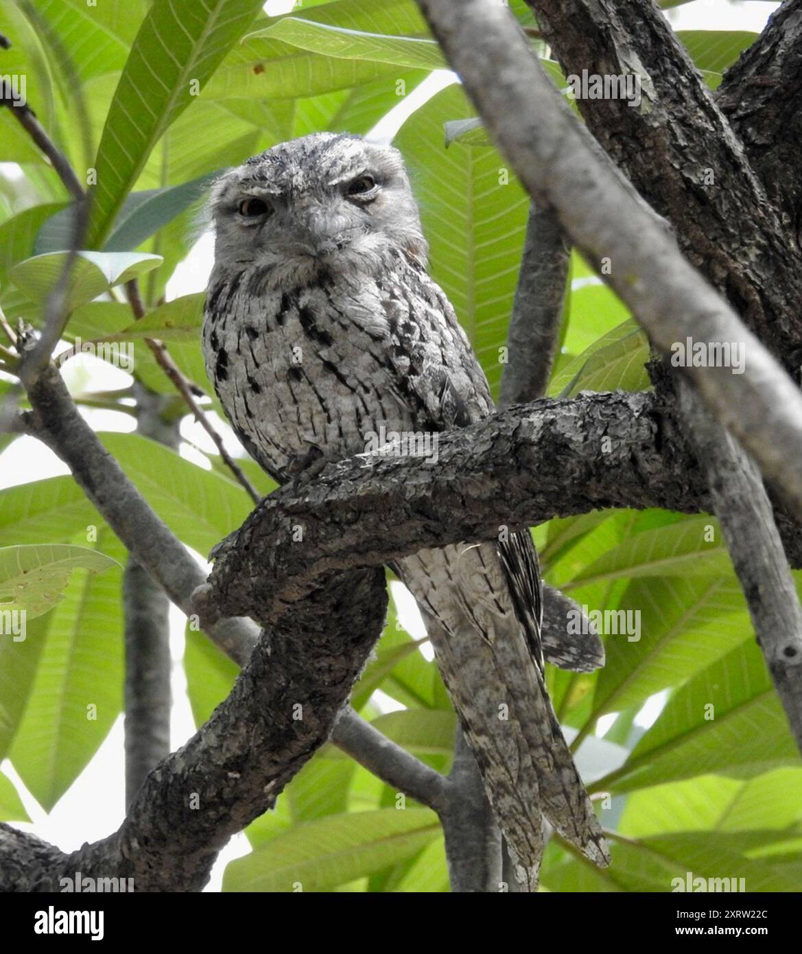 Tawny Frogmouth (Podargus strigoides) Aves Stock Photo - Alamy
