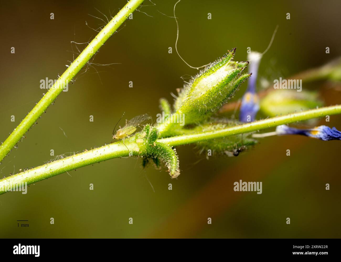 Aphids (Aphididae) Insecta Stock Photo - Alamy