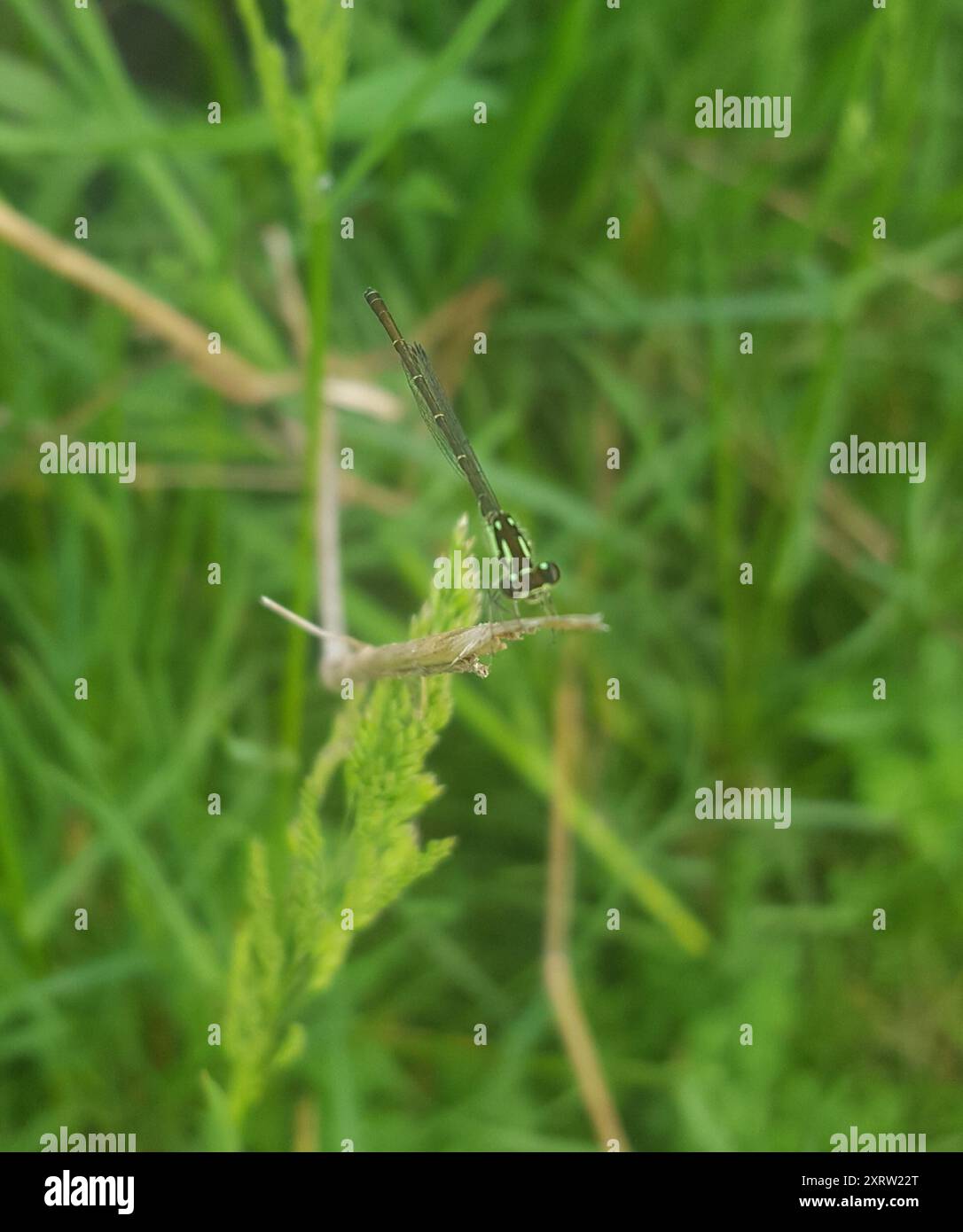 Fragile Forktail (Ischnura posita) Insecta Stock Photo - Alamy