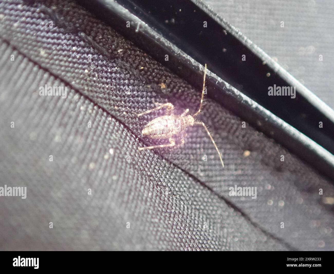 True Bugs, Hoppers, Aphids, and allies (Hemiptera) Insecta Stock Photo ...