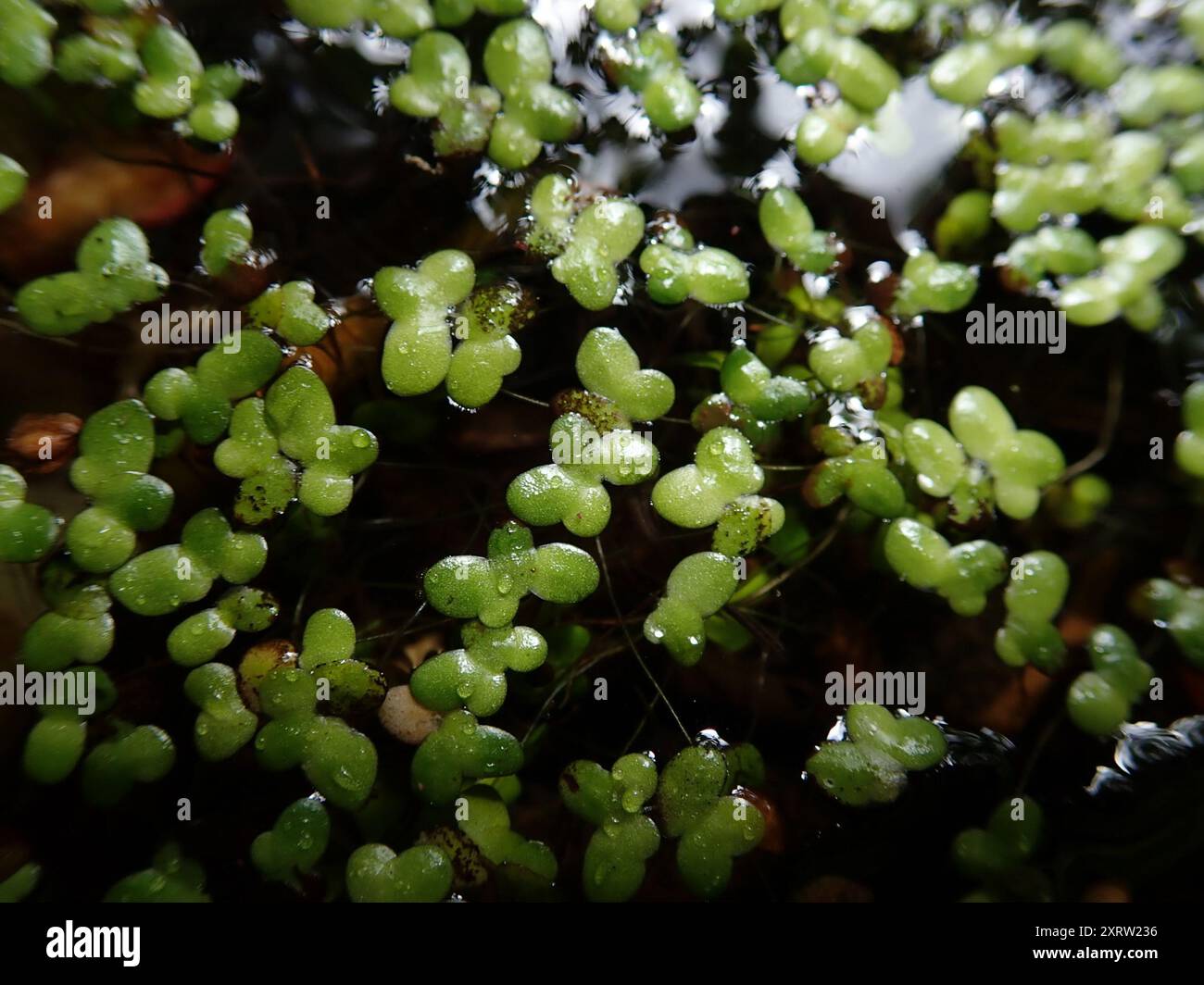 turion duckweed (Lemna turionifera) Plantae Stock Photo - Alamy