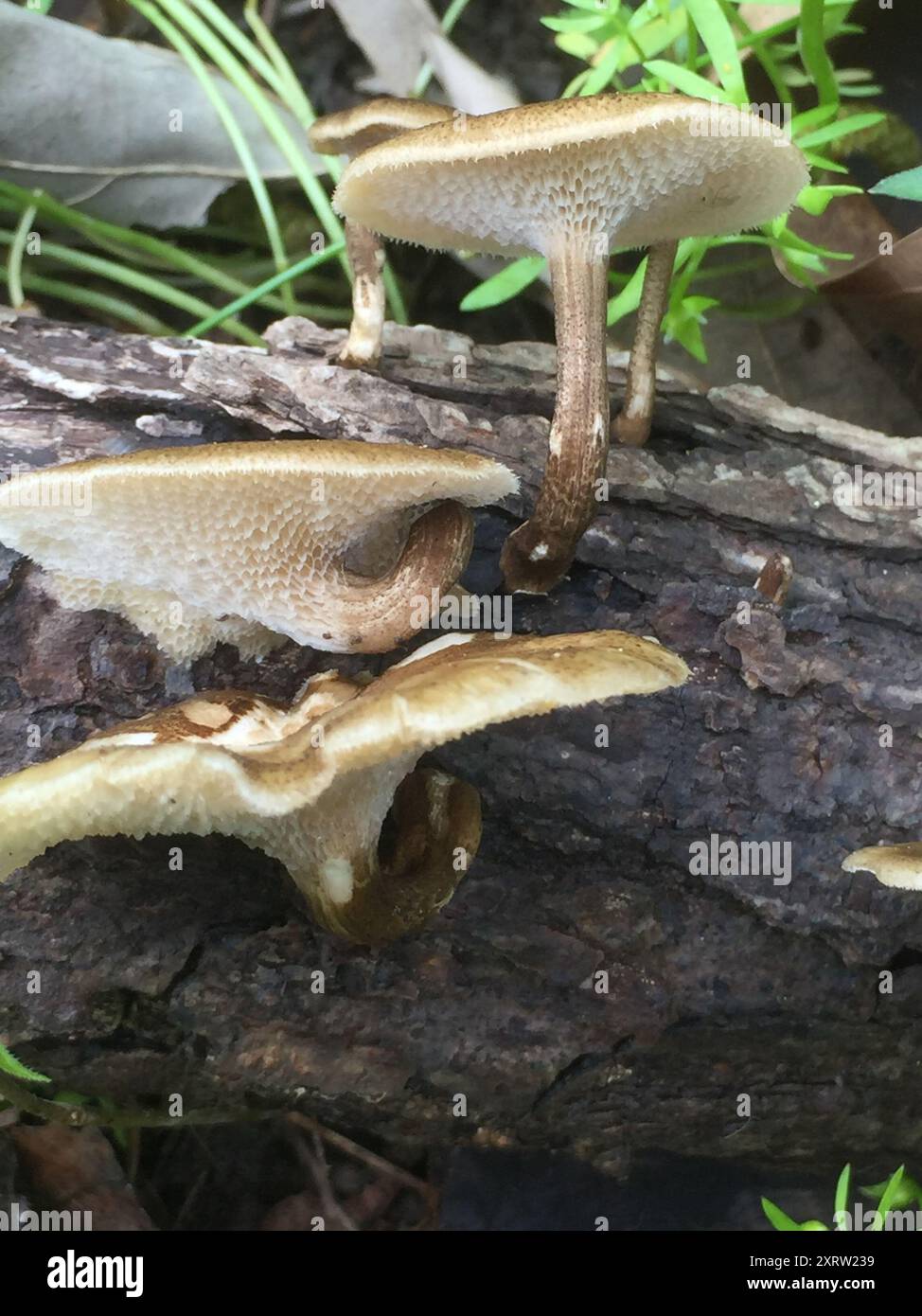 Spring Polypore (Lentinus arcularius) Fungi Stock Photo - Alamy