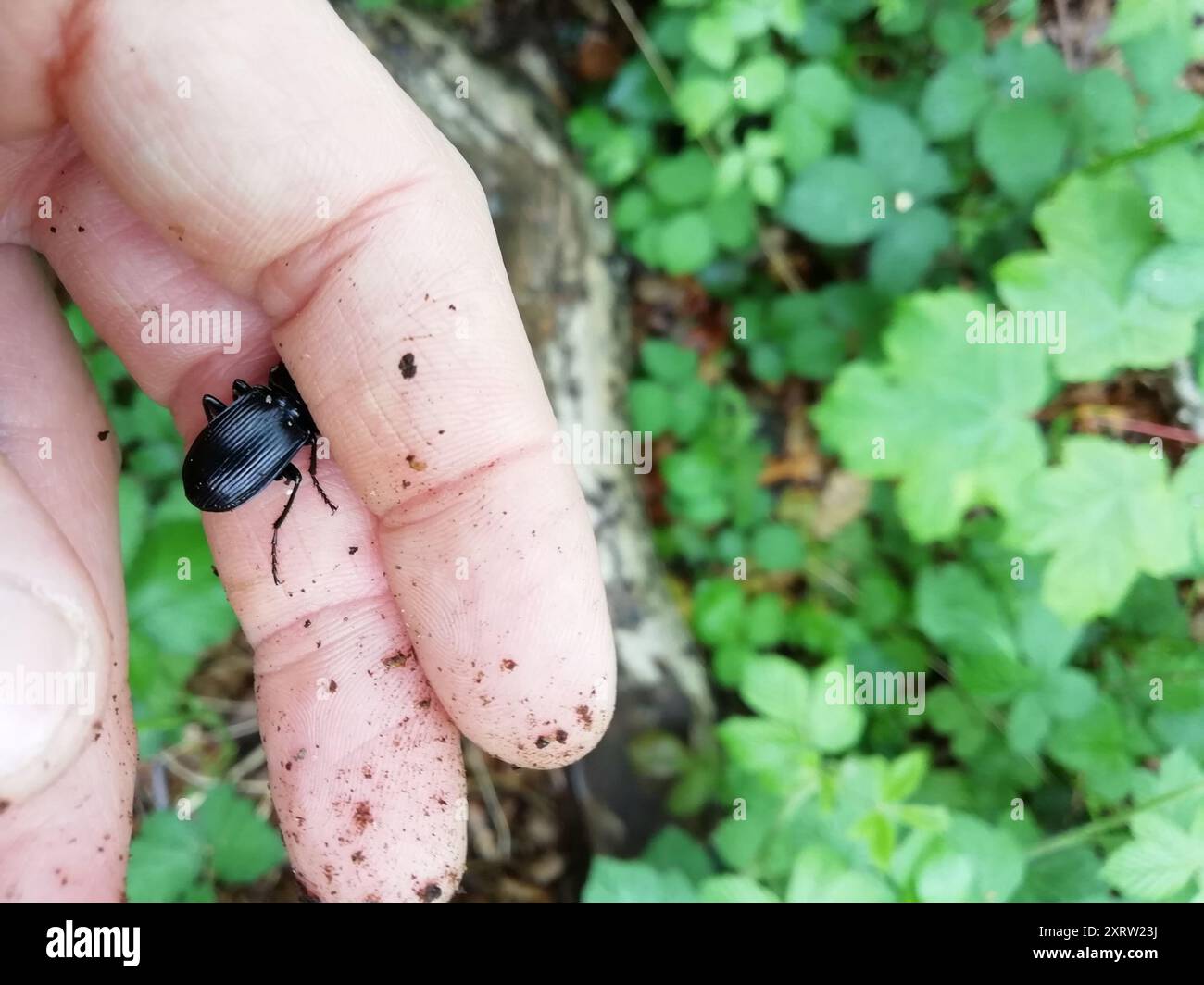 (Abax parallelepipedus) Insecta Stock Photo - Alamy