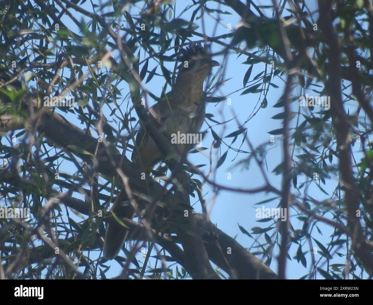 Striped Cuckoo (Tapera naevia) Aves Stock Photo - Alamy