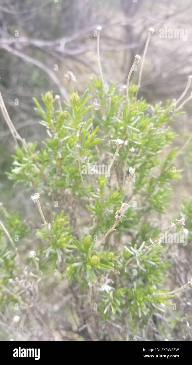 narrowleaf goldenbush (Ericameria linearifolia) Plantae Stock Photo - Alamy