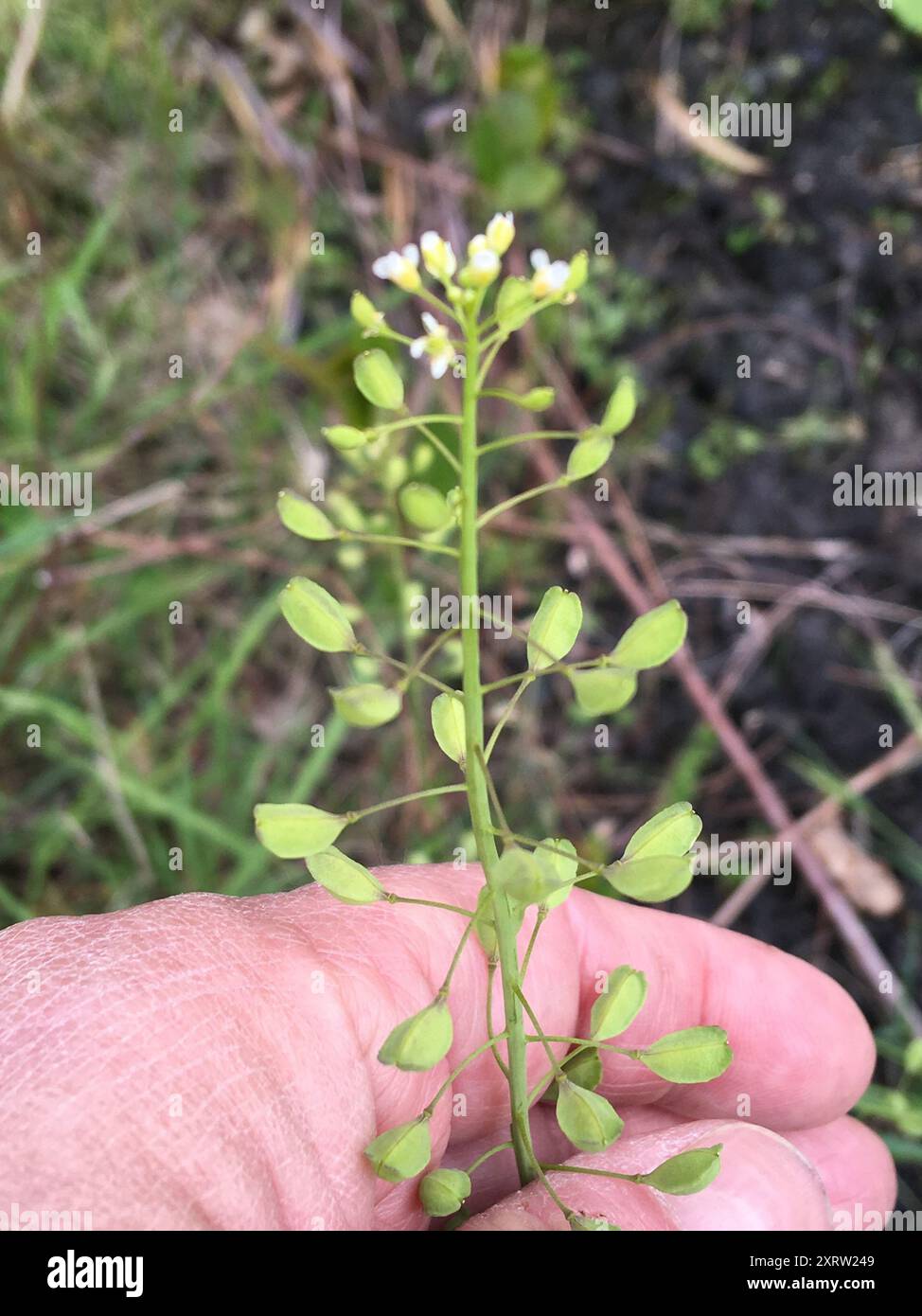garlic penny-cress (Mummenhoffia alliacea) Plantae Stock Photo - Alamy
