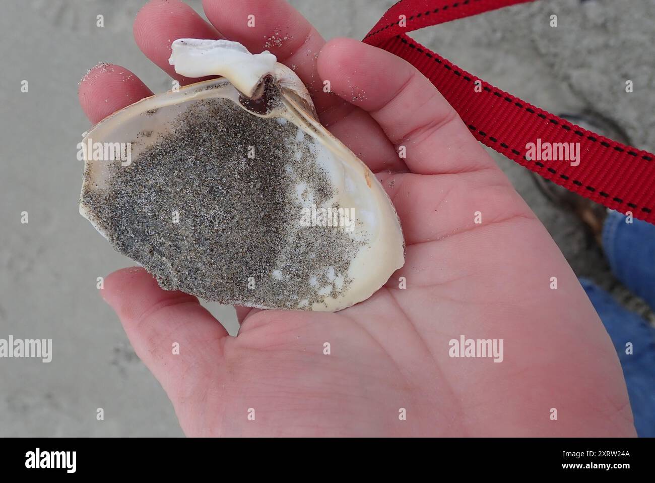 West Atlantic Surfclam (Spisula solidissima) Mollusca Stock Photo - Alamy