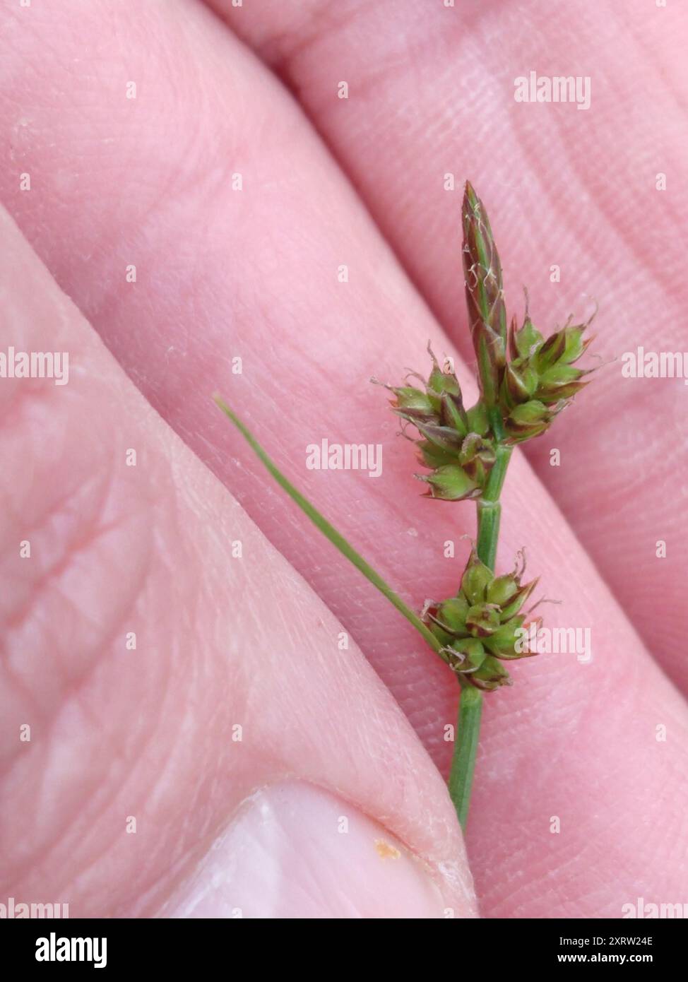 Pill Sedge (Carex pilulifera) Plantae Stock Photo - Alamy
