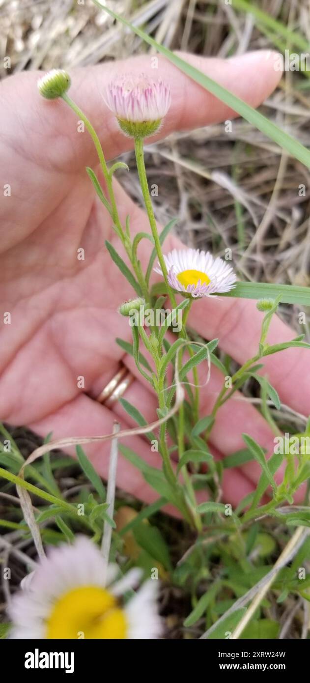 Plains fleabane (Erigeron modestus) Plantae Stock Photo - Alamy