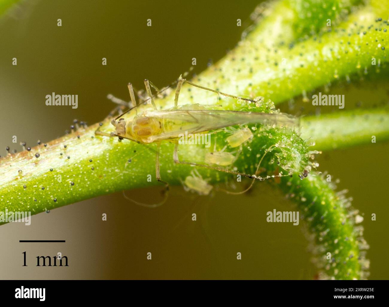Aphids (Aphididae) Insecta Stock Photo - Alamy