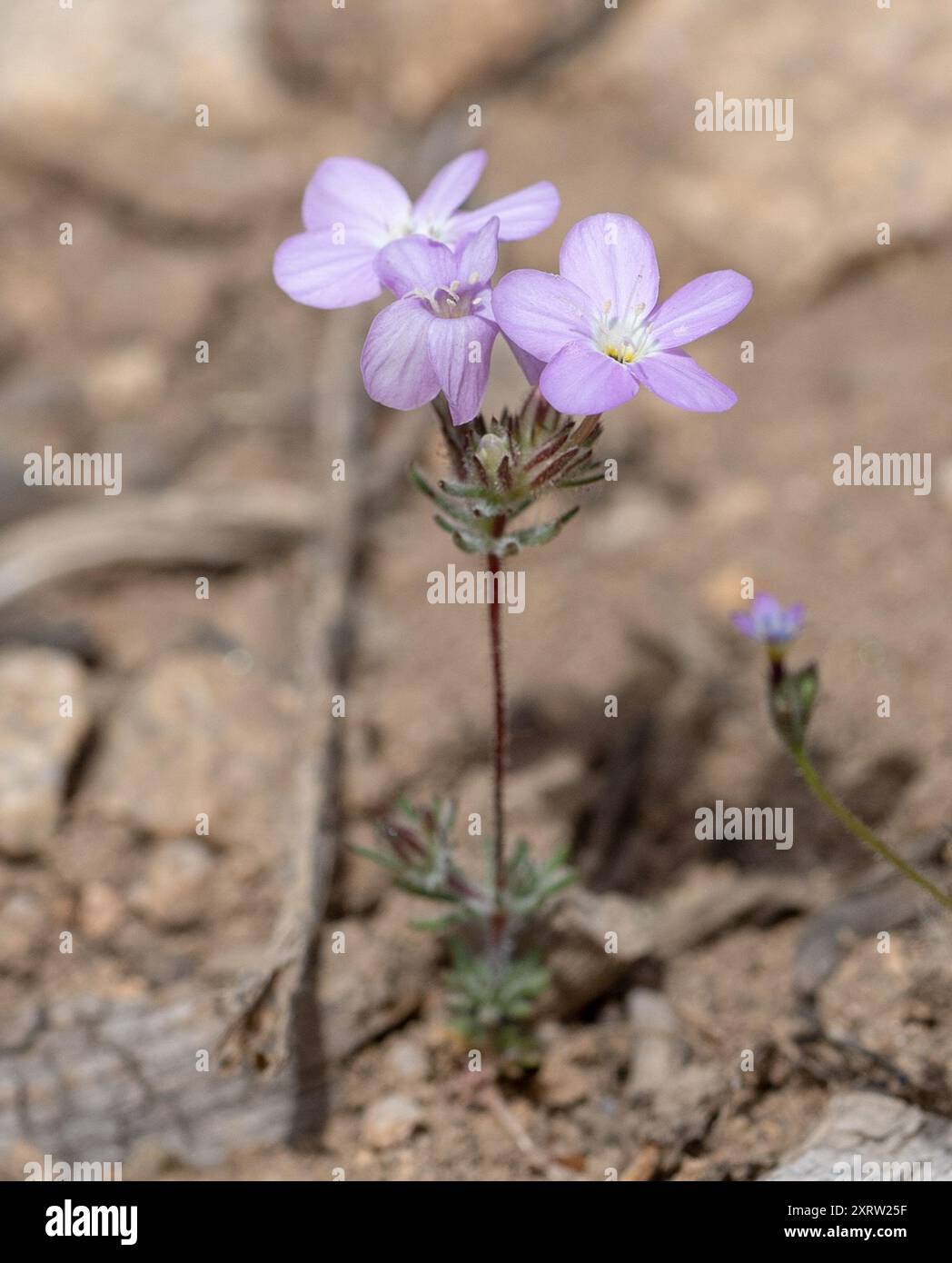Mojave linanthus (Leptosiphon breviculus) Plantae Stock Photo - Alamy