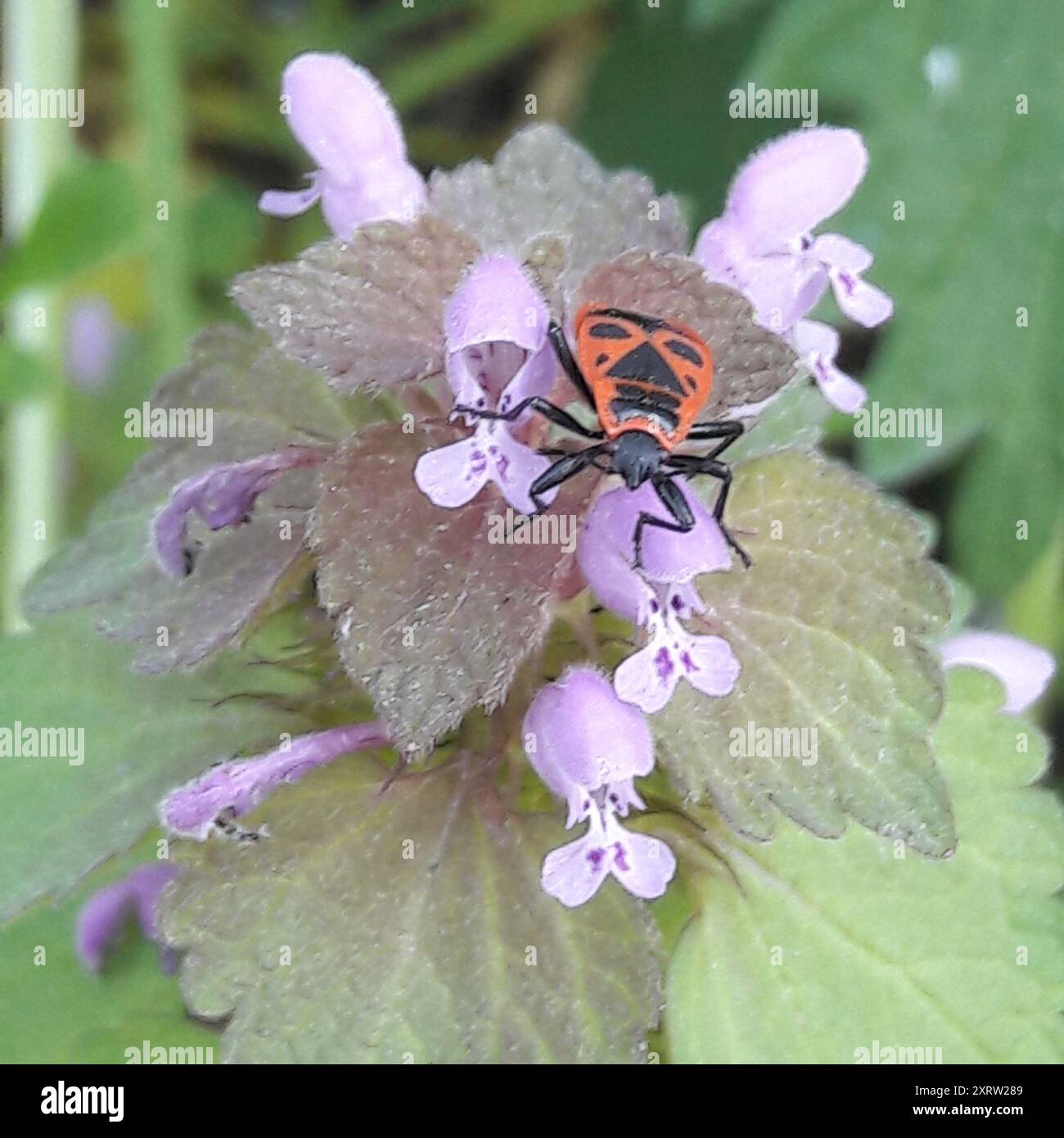 European Firebug (Pyrrhocoris apterus) Insecta Stock Photo - Alamy