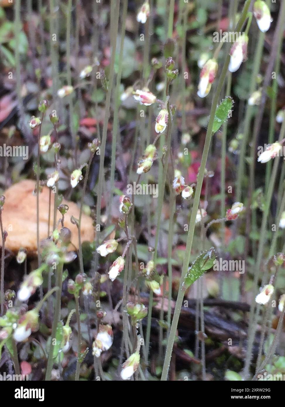 vascular plants (Tracheophyta) Plantae Stock Photo - Alamy