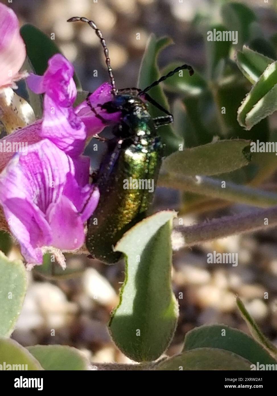 Green Blister Beetle (Lytta stygica) Insecta Stock Photo - Alamy