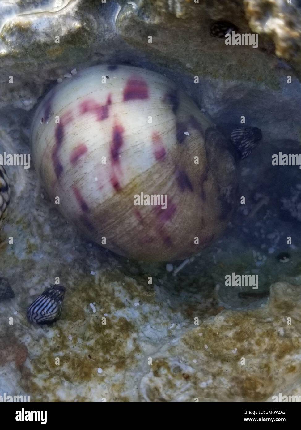 Bleeding Tooth Nerite (Nerita peloronta) Mollusca Stock Photo - Alamy