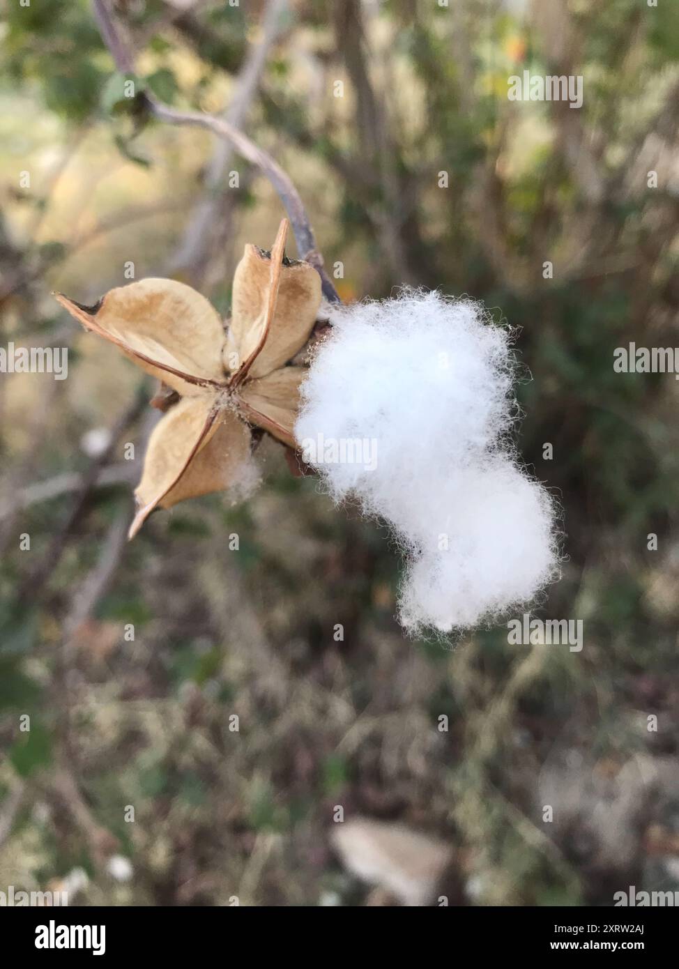 Upland Cotton (Gossypium hirsutum) Plantae Stock Photo - Alamy