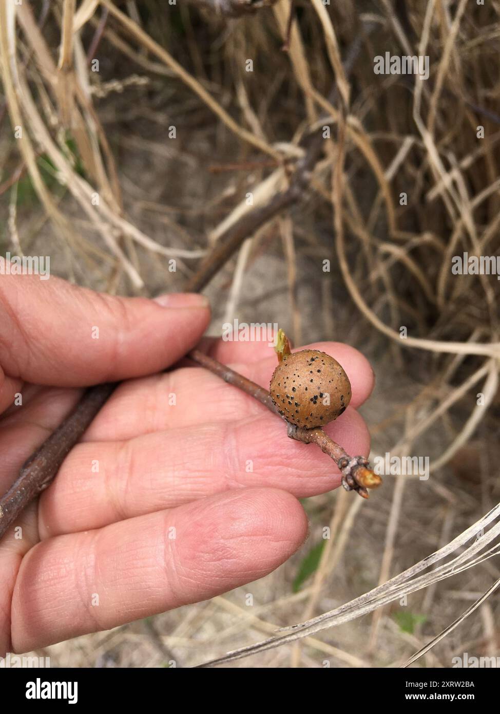 Oak Gall Wasps (Cynipini) Insecta Stock Photo - Alamy