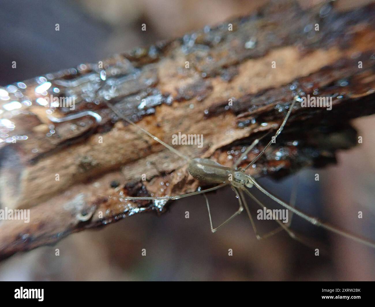 Harvestman Cellar Spider (Pholcus opilionoides) Arachnida Stock Photo ...