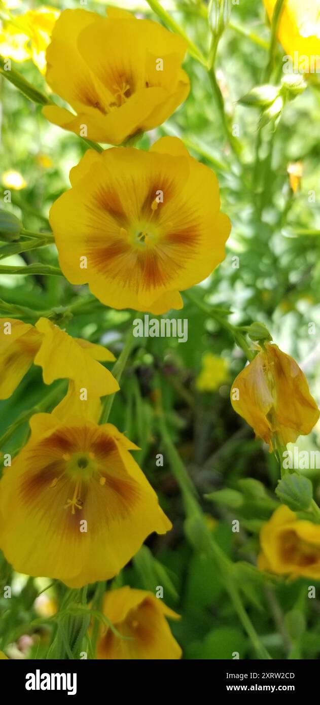 Yellow Flax (Linum rigidum) Plantae Stock Photo - Alamy