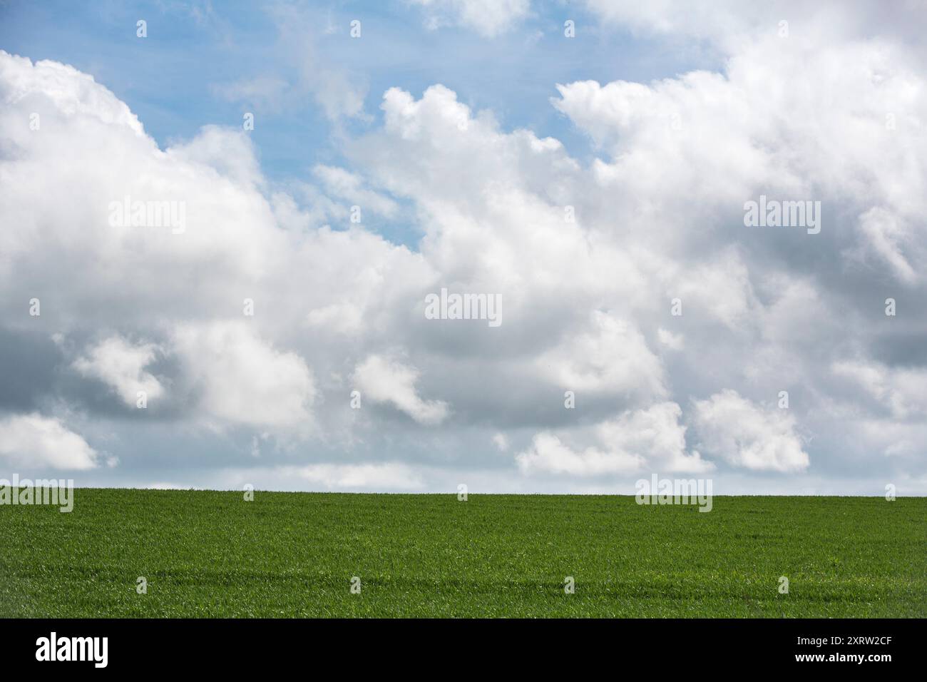 An open empty farmer's field with shoots of fresh crops growing under a ...