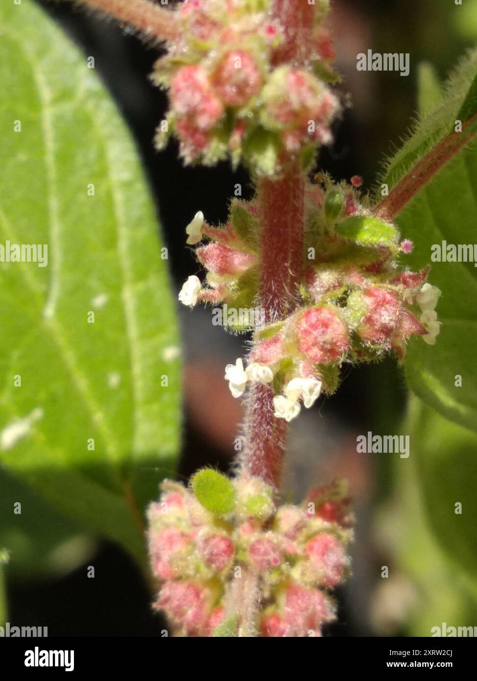 Erect Pellitory-of-the-wall (Parietaria officinalis) Plantae Stock ...