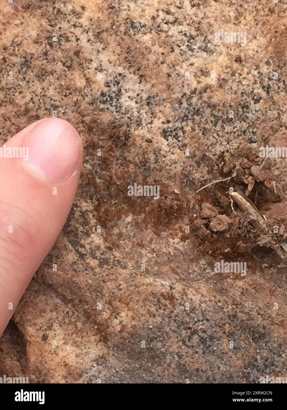 Solenopsis Fire Ants and Thief Ants (Solenopsis) Insecta Stock Photo ...