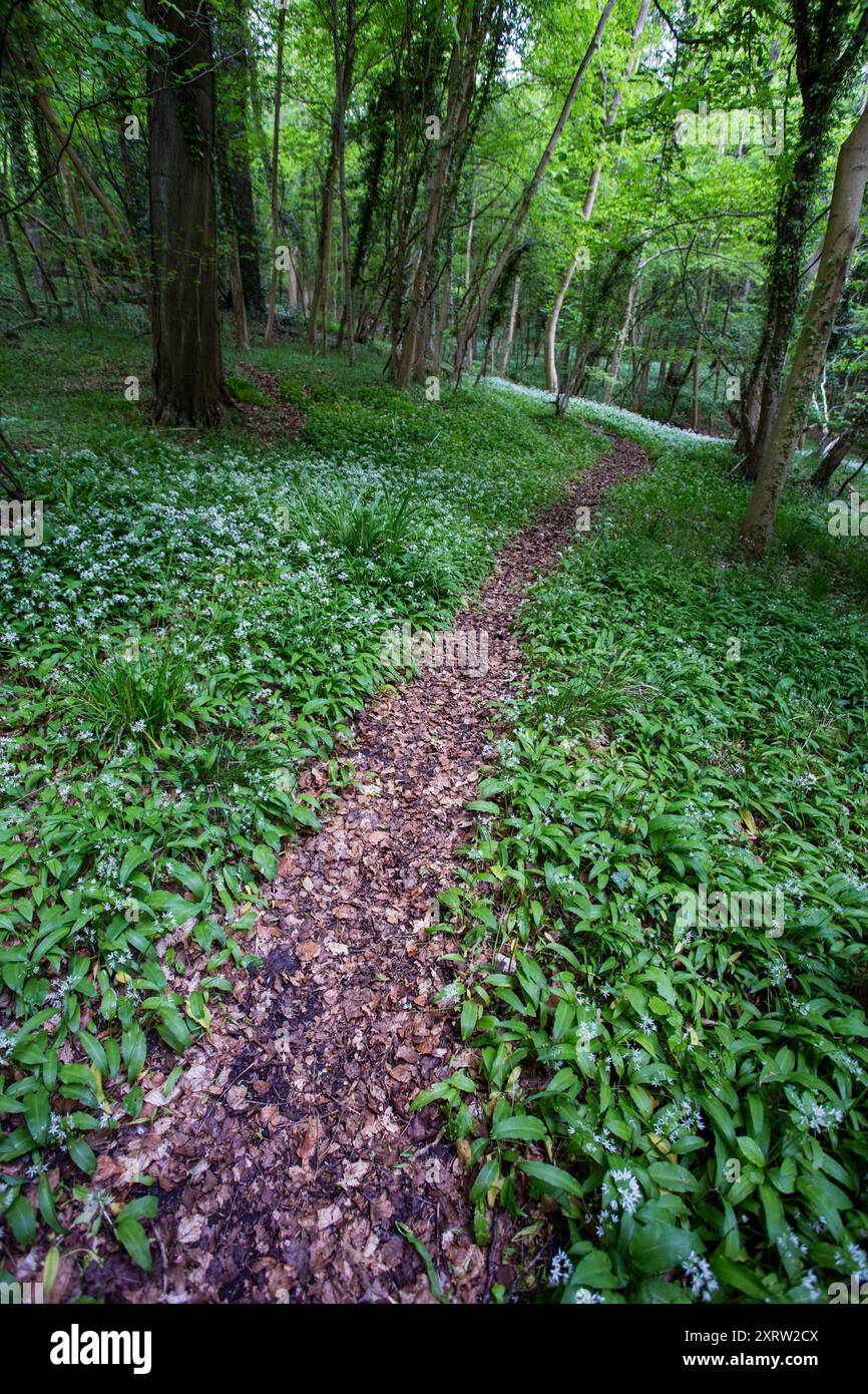 A pathway through the green forest floor disappearing into the distance ...