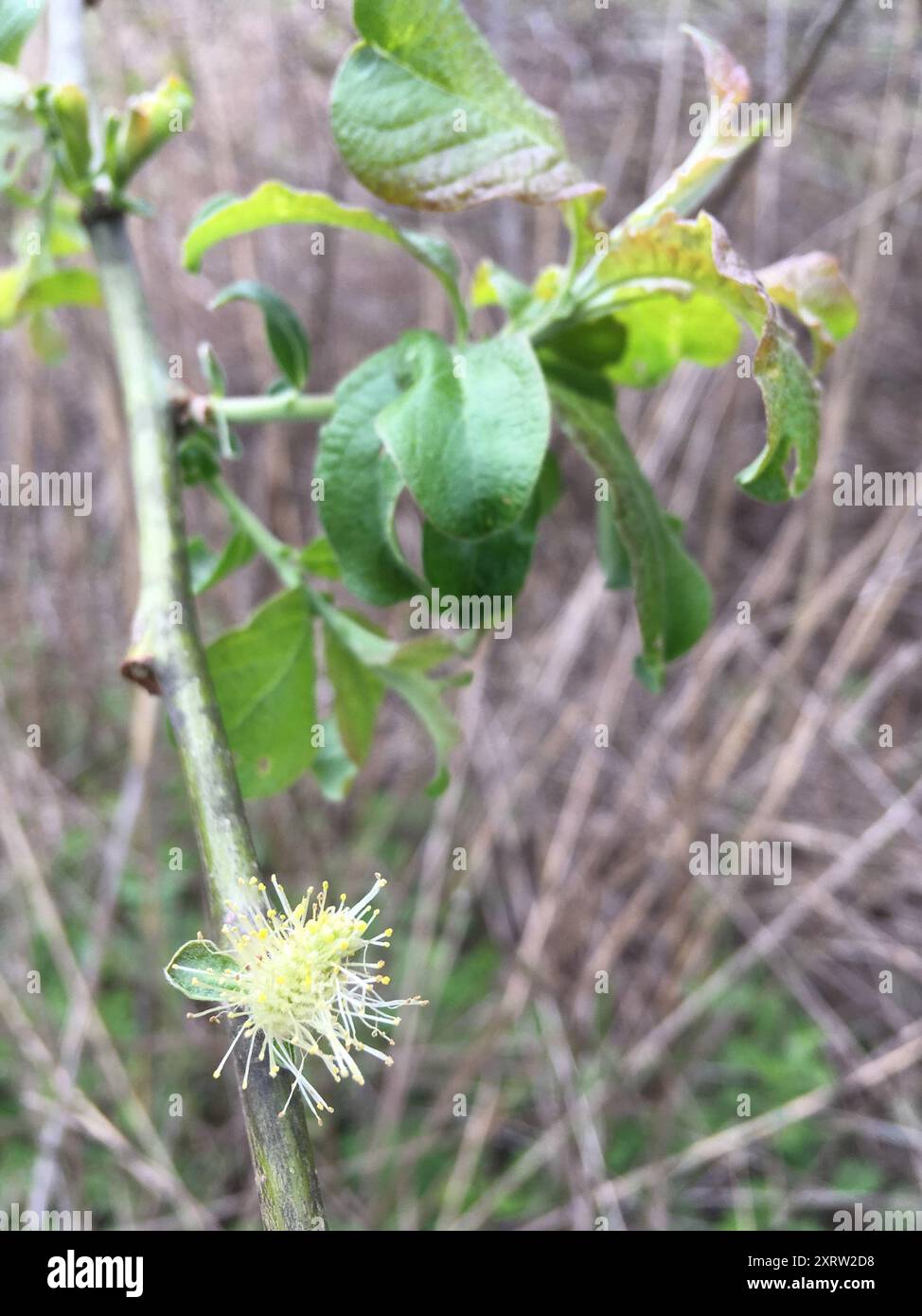 Rusty Willow (Salix atrocinerea) Plantae Stock Photo - Alamy
