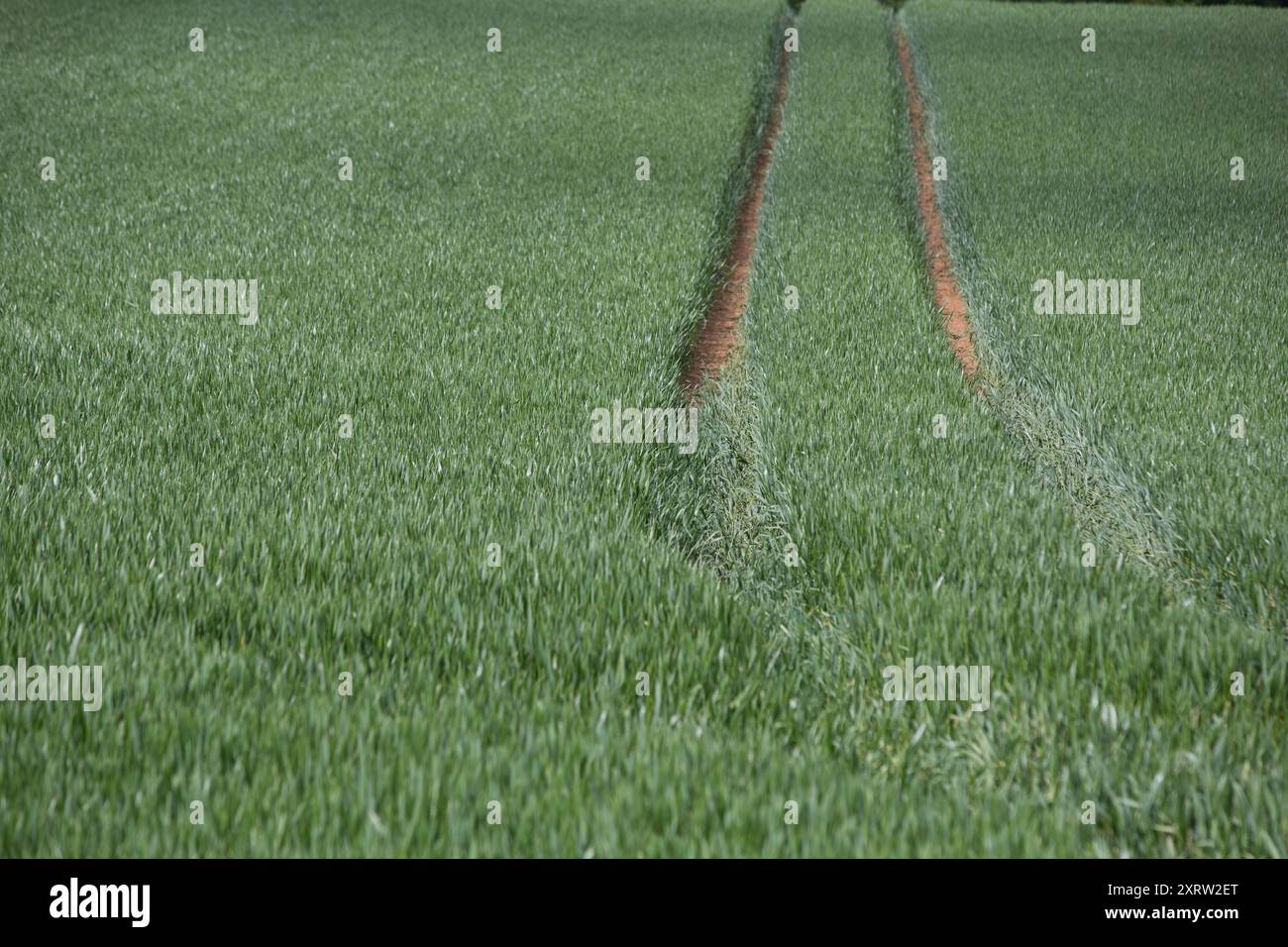 Tracks in the crops made by farm vehicles as they cross the farmer's ...