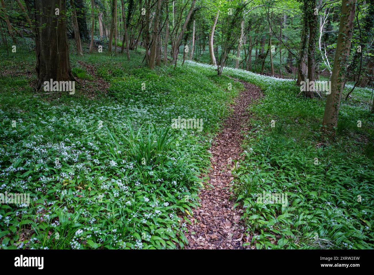 A pathway through the green forest floor disappearing into the distance ...