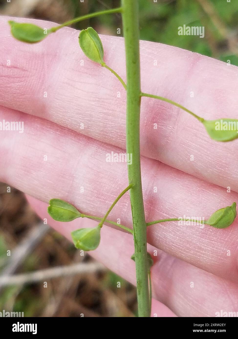 garlic penny-cress (Mummenhoffia alliacea) Plantae Stock Photo - Alamy