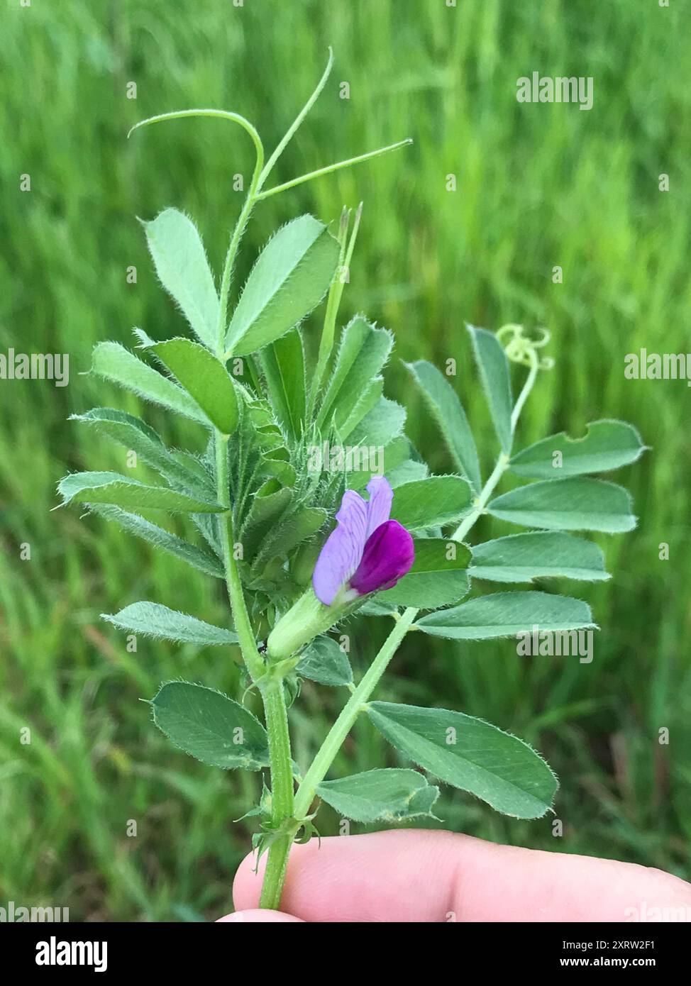 spring vetch (Vicia sativa sativa) Plantae Stock Photo - Alamy