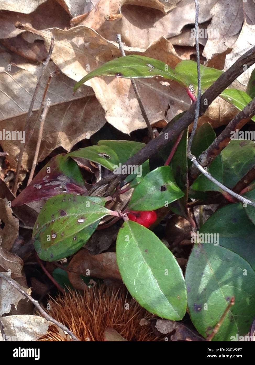 Eastern Teaberry (Gaultheria procumbens) Plantae Stock Photo - Alamy