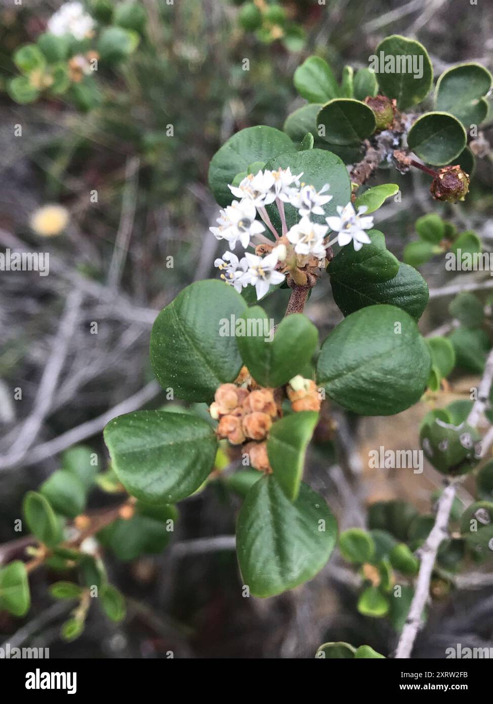 Wart-stemmed Ceanothus (Ceanothus verrucosus) Plantae Stock Photo - Alamy